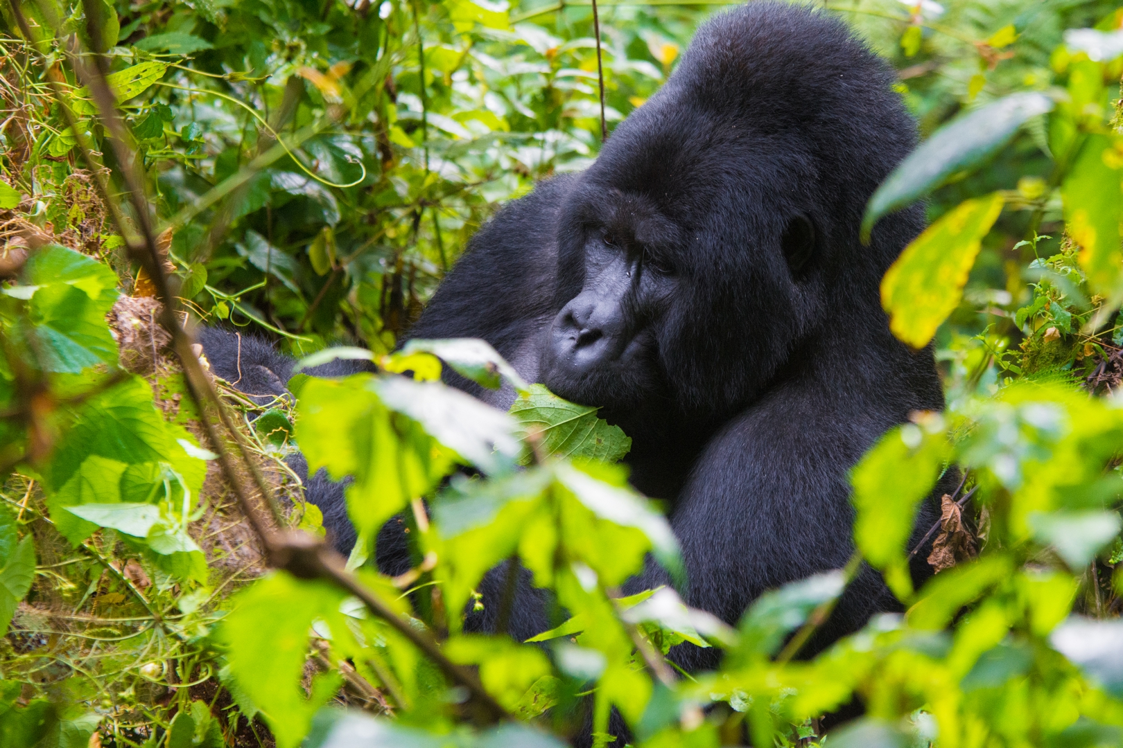 Gorilla Trekking in Volcanoes National Park (with Photos & Videos)