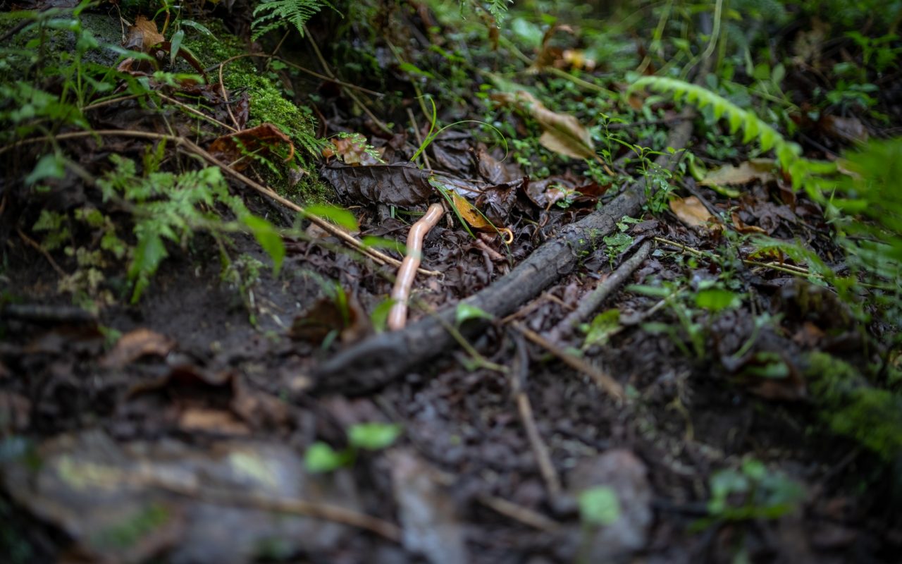 Bird Watching in Volcanoes National Park (with Photos & Videos)